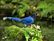 Watching the World Wake Up: Magpies Part 1: The Basics